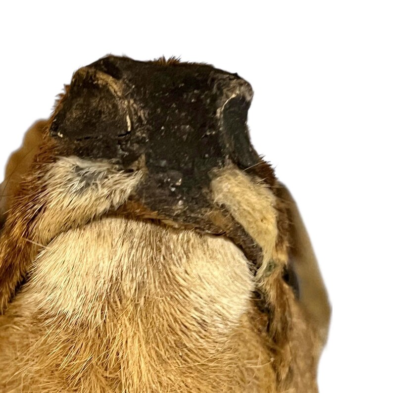 Vintage Taxidermy Roe Deer Head – Mounted - for RESTORATION - Etsy UK