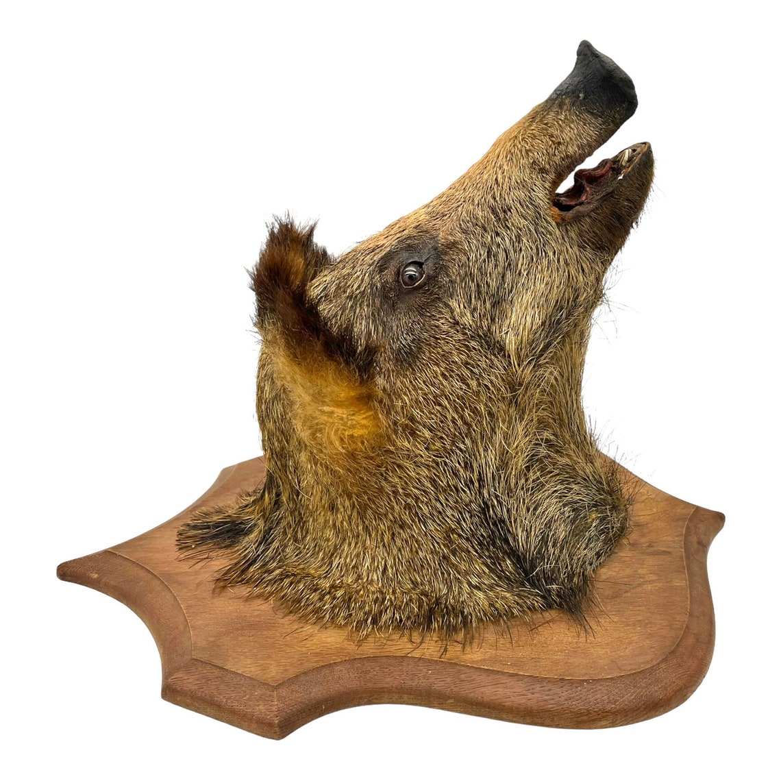Taxidermy Boar Head Mounted Taxidermy Wild Boar Mounted - Etsy UK