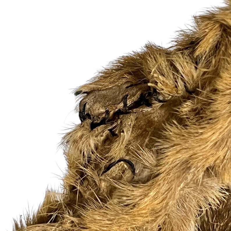 Vintage Taxidermy Roe Deer Head – Mounted - for RESTORATION - Etsy UK