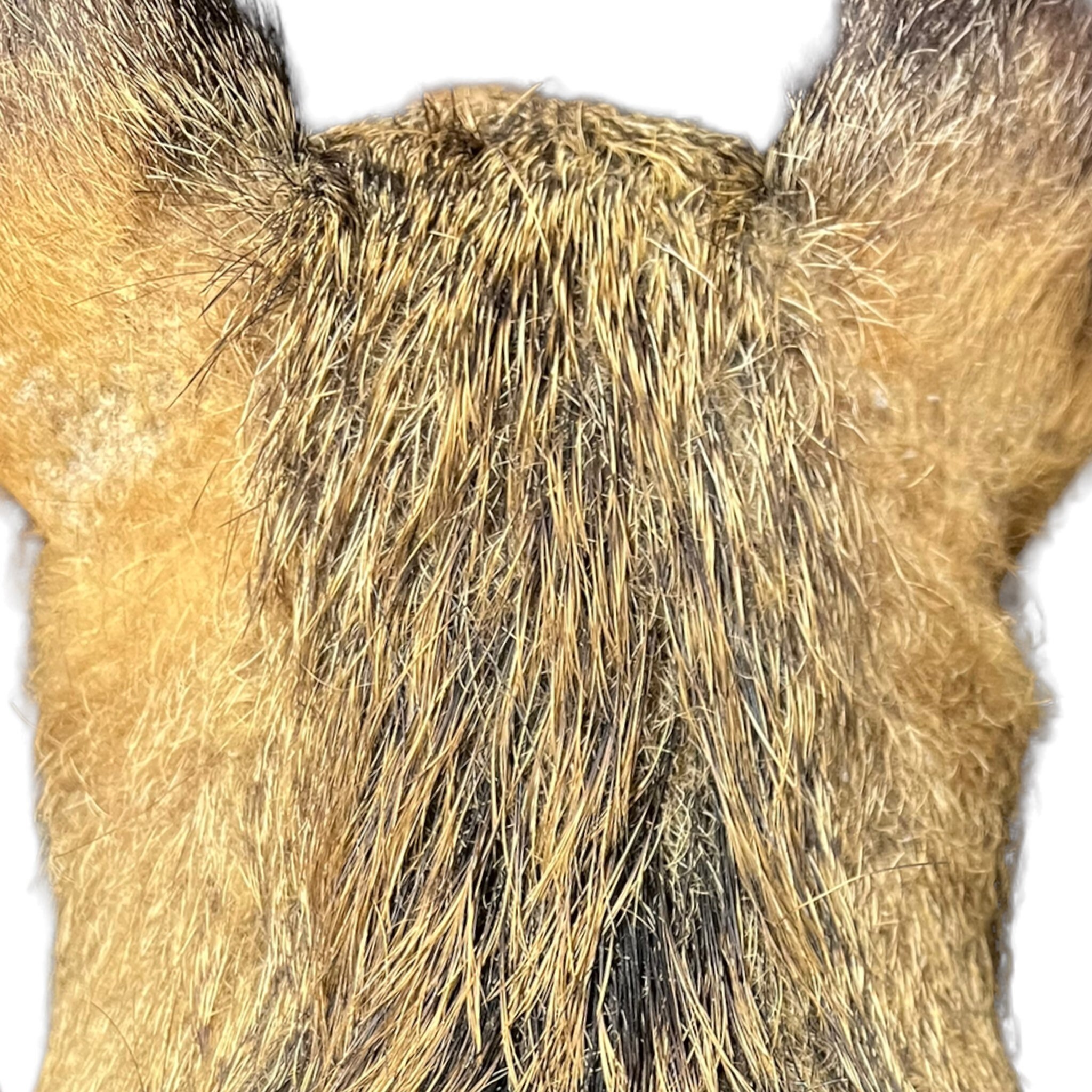 Taxidermy Boar Head Mounted Taxidermy Wild Boar Mounted - Etsy UK