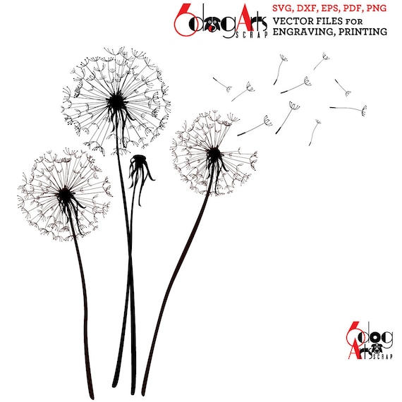 Astonishing Dandelion Vector Photos