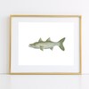 Watercolor Snook Fine Art Print 8x10 - Etsy