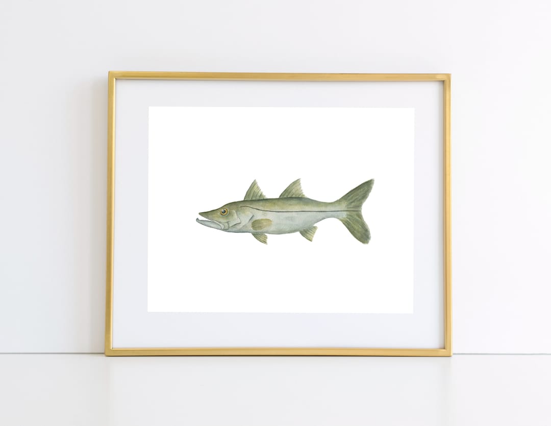 Watercolor Snook Fine Art Print 8x10 - Etsy