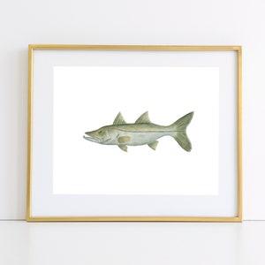 Watercolor Snook Fine Art Print 8x10 - Etsy