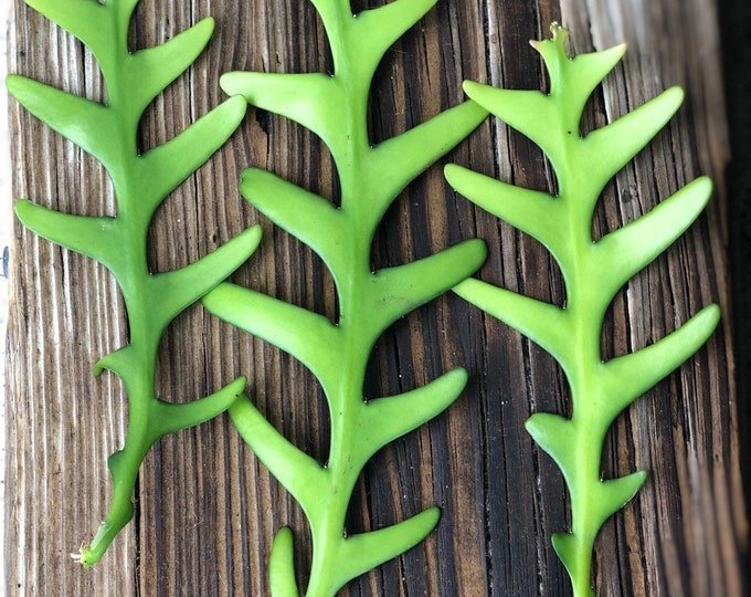 Epiphyllum Anguliger Plant Fishbone Cactus 3 Unrooted - Etsy