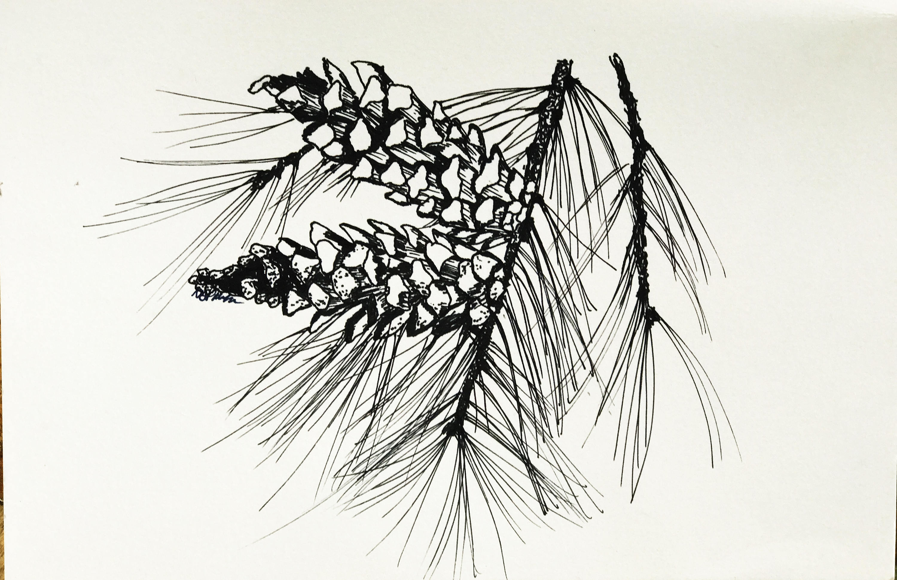 Pine Cone Original Ink Drawings - Etsy
