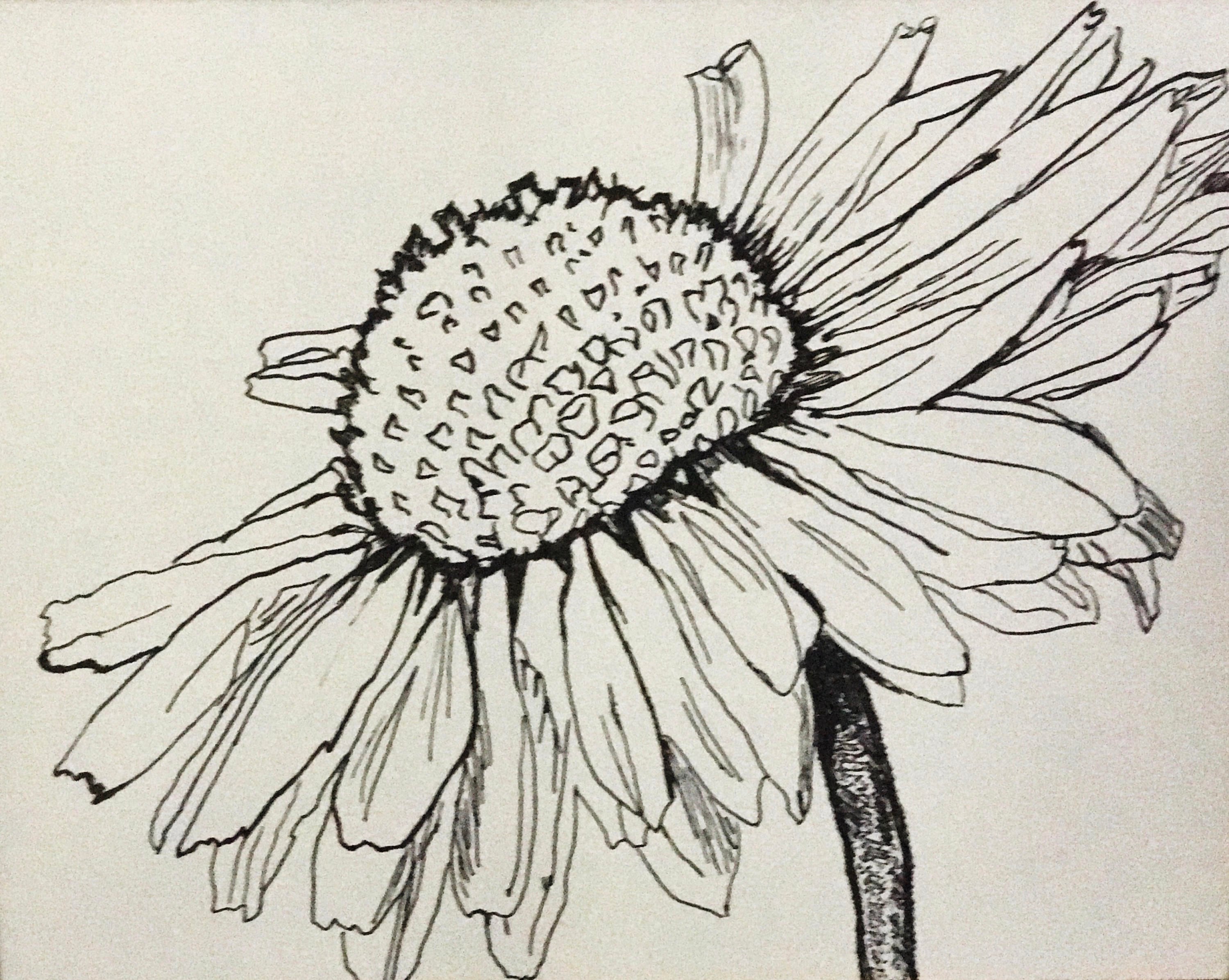 Sunflower Ink Drawing - Etsy