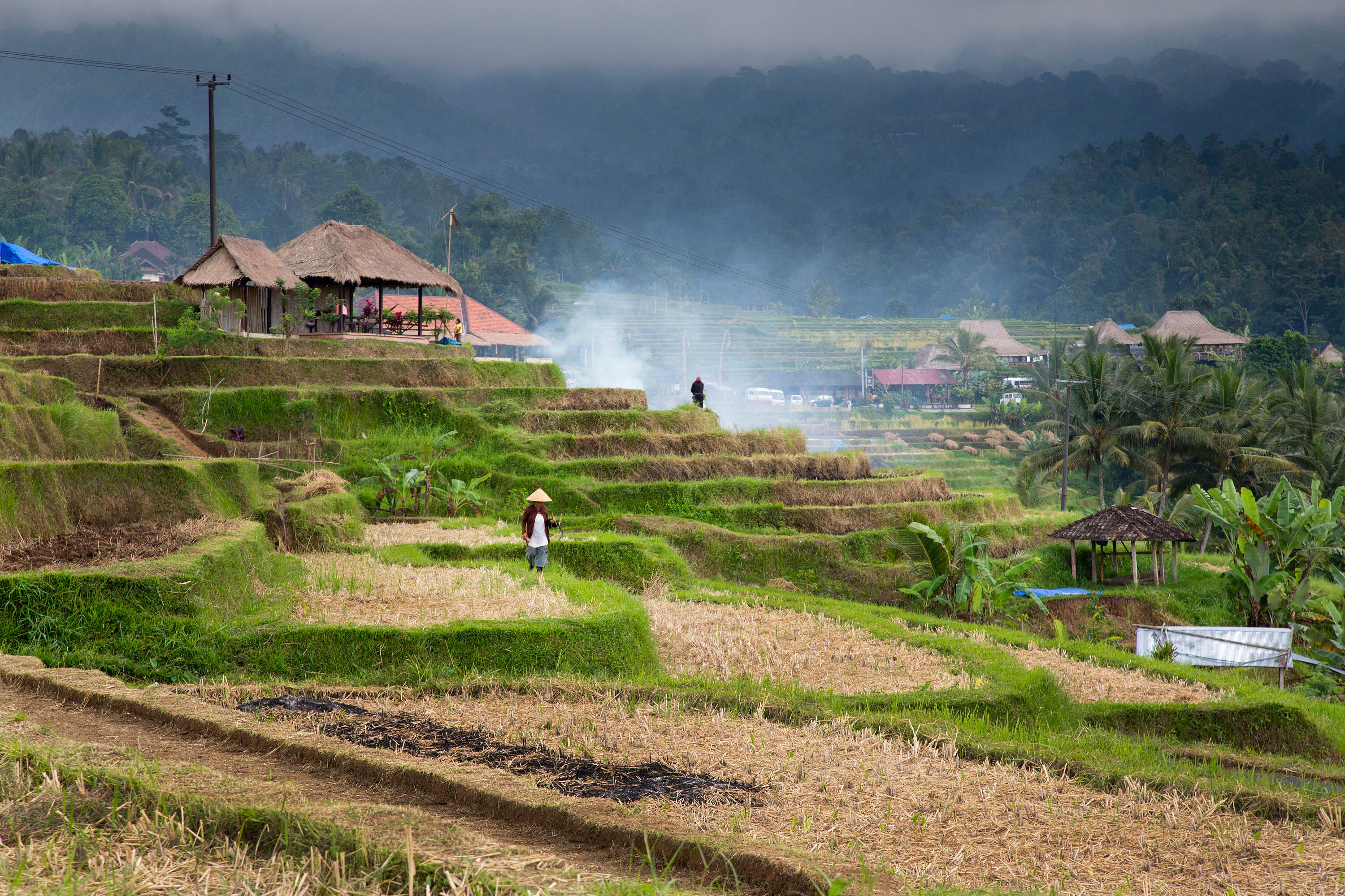 Rice Paddy Fields Bali, Large Wall Decor, Travel Photography ...