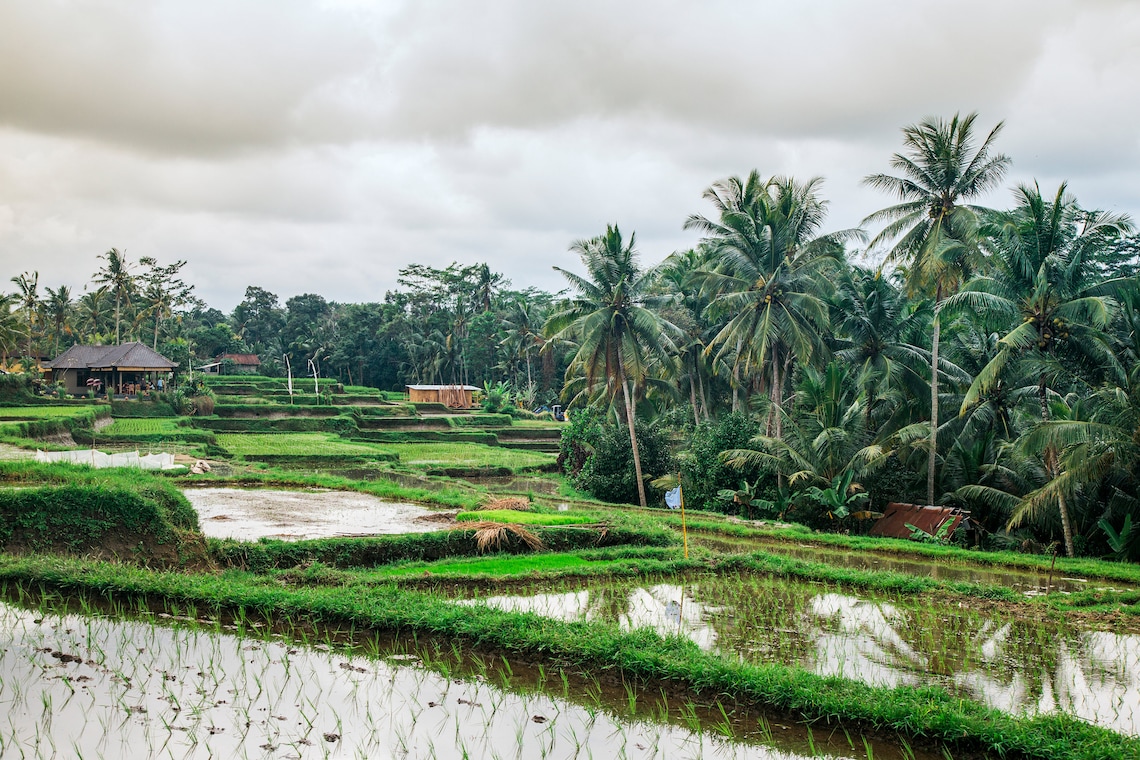Rice Paddy Fields Bali, Large Wall Decor, Travel Photography ...