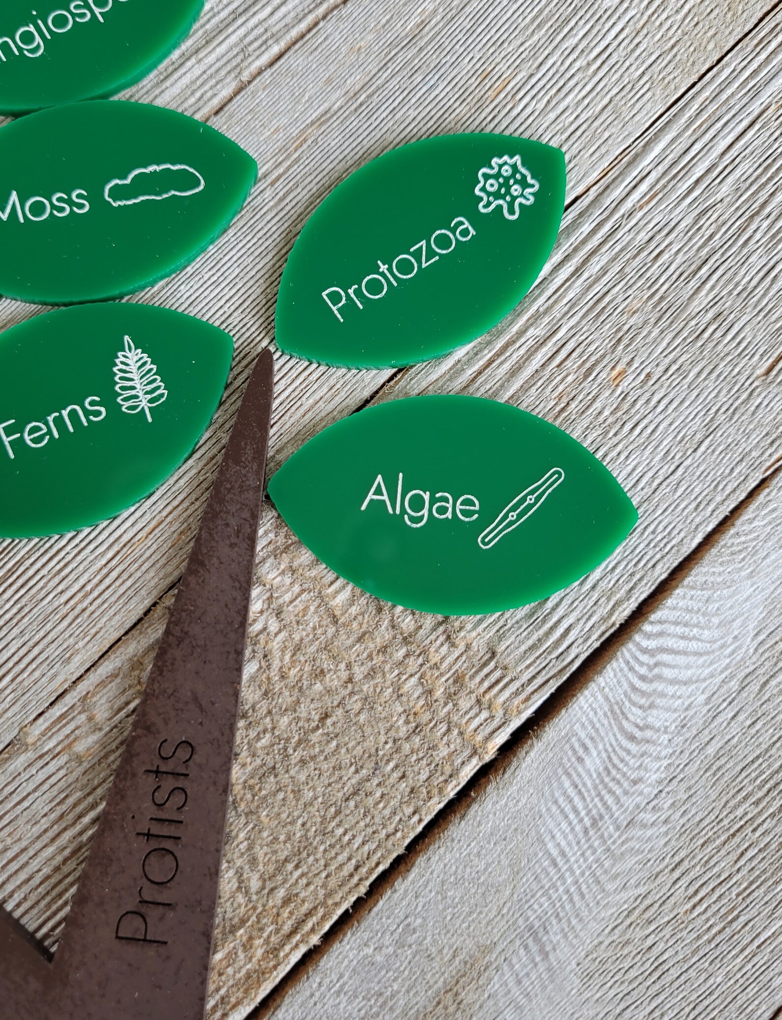 Tree of Life Kingdom Classification Manipulative | Etsy