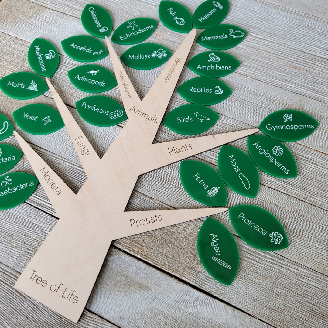 Tree of Life Kingdom Classification Manipulative - Etsy