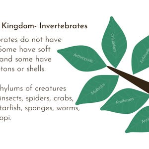 Printable Tree of Life Kingdom Classification Control Chart, Activity ...