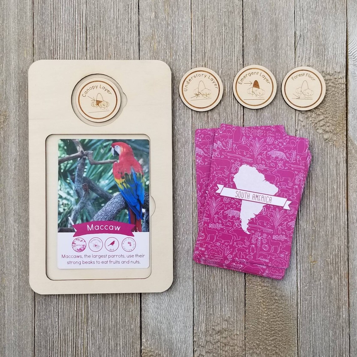 Plant & Animal Continent cards | Etsy