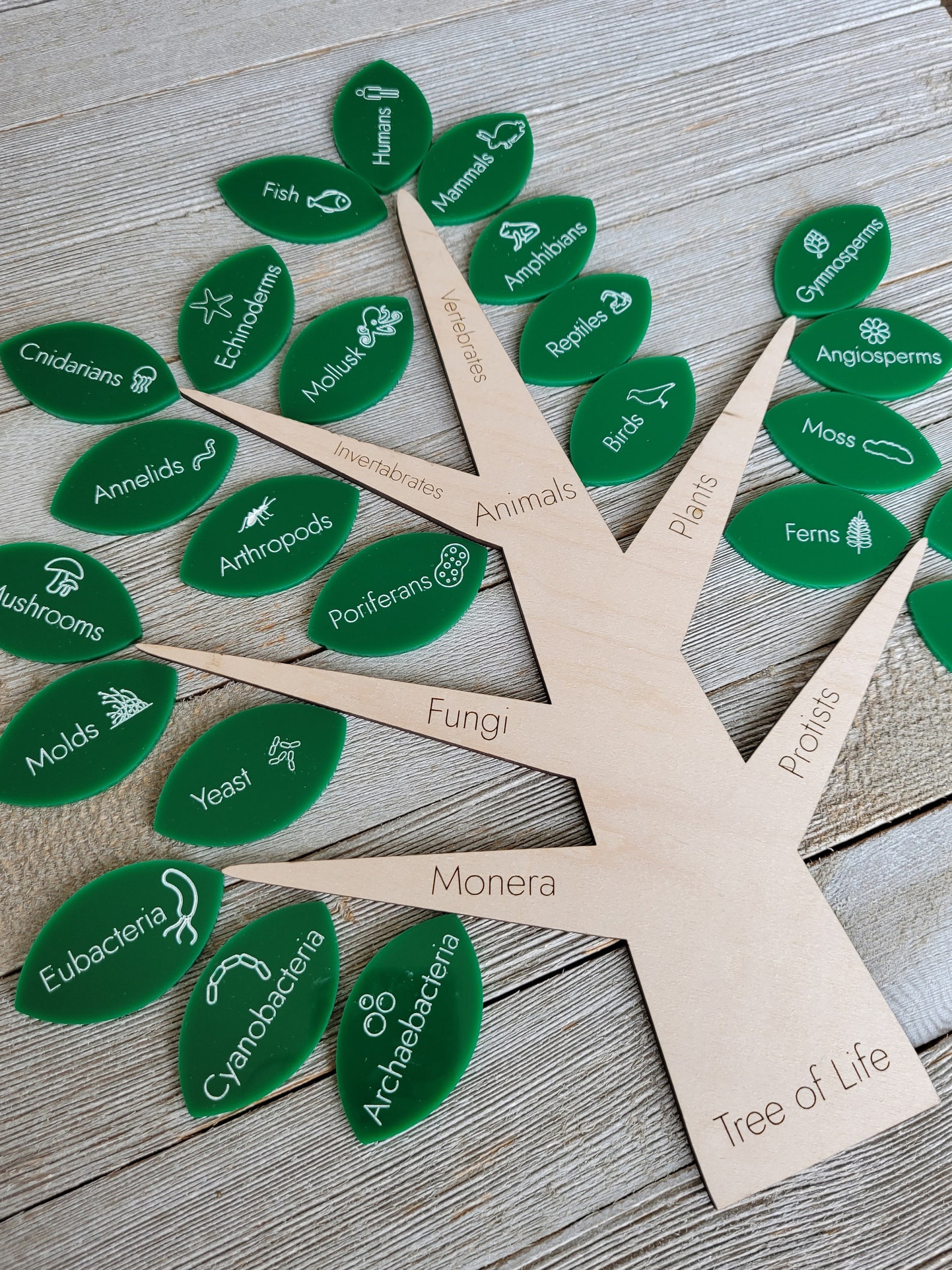 Tree of Life Kingdom Classification Manipulative | Etsy