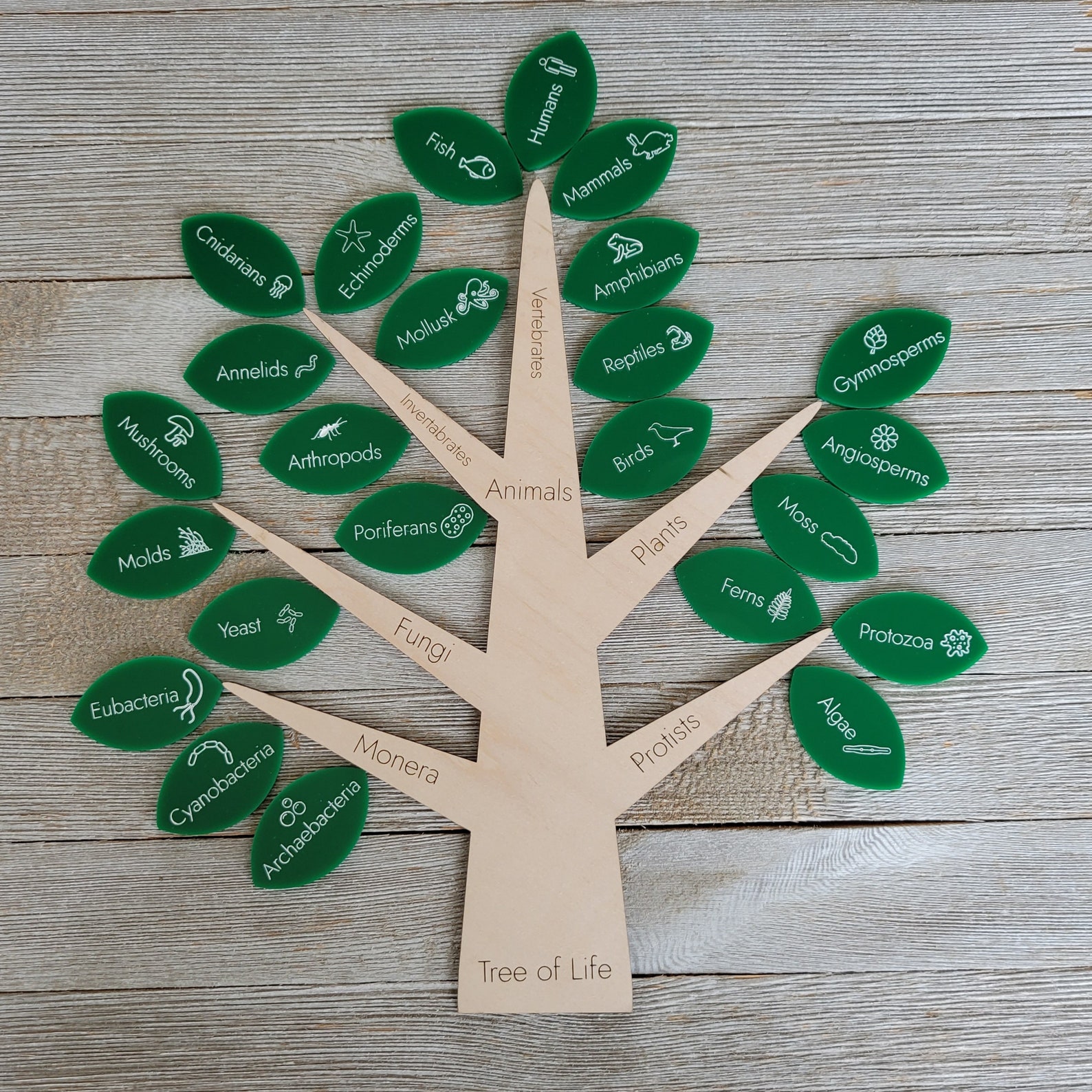 Tree of Life Kingdom Classification Manipulative | Etsy
