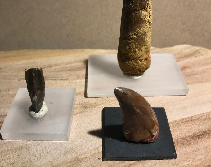 A Collection of Dinosaur Teeth - Etsy