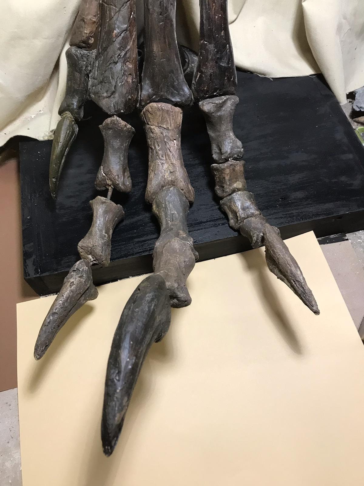 Casting of a Raptor Foot - Etsy
