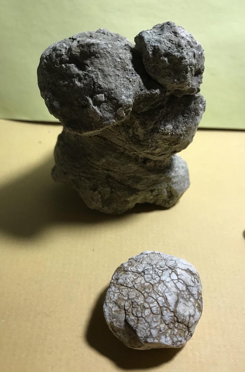 Mini Gastrolith and Turd Set - Etsy