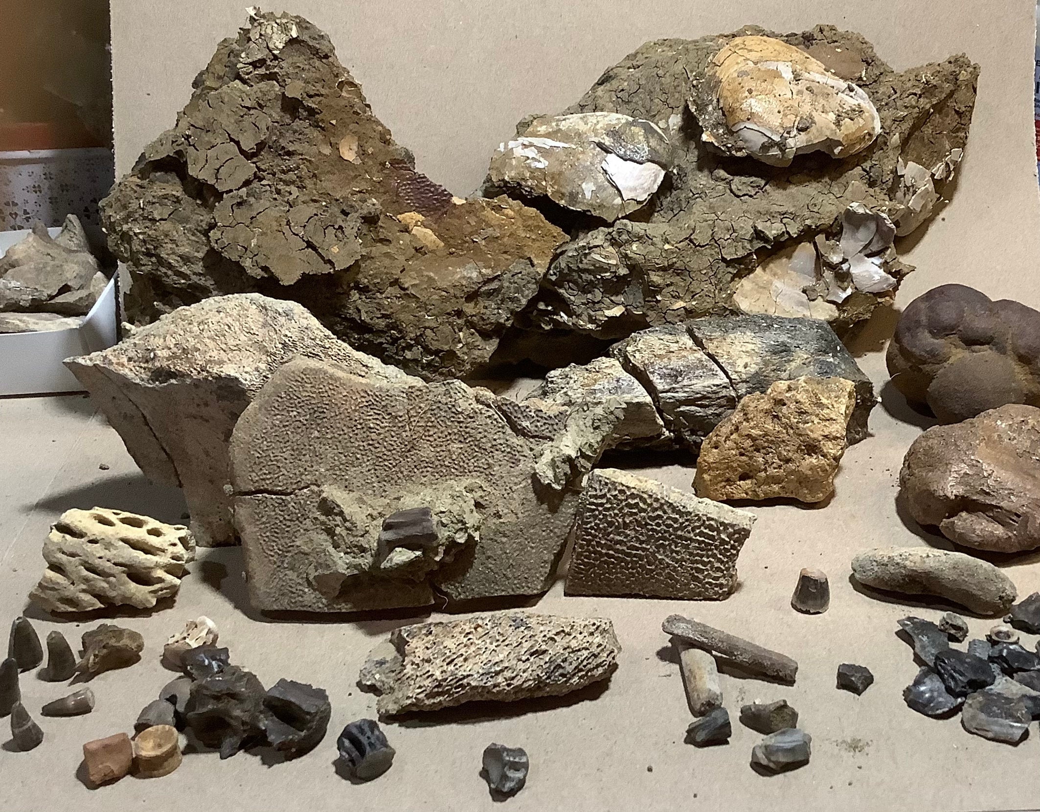 Dig Your Own Dinosaurs Judith River Formation Version - Etsy