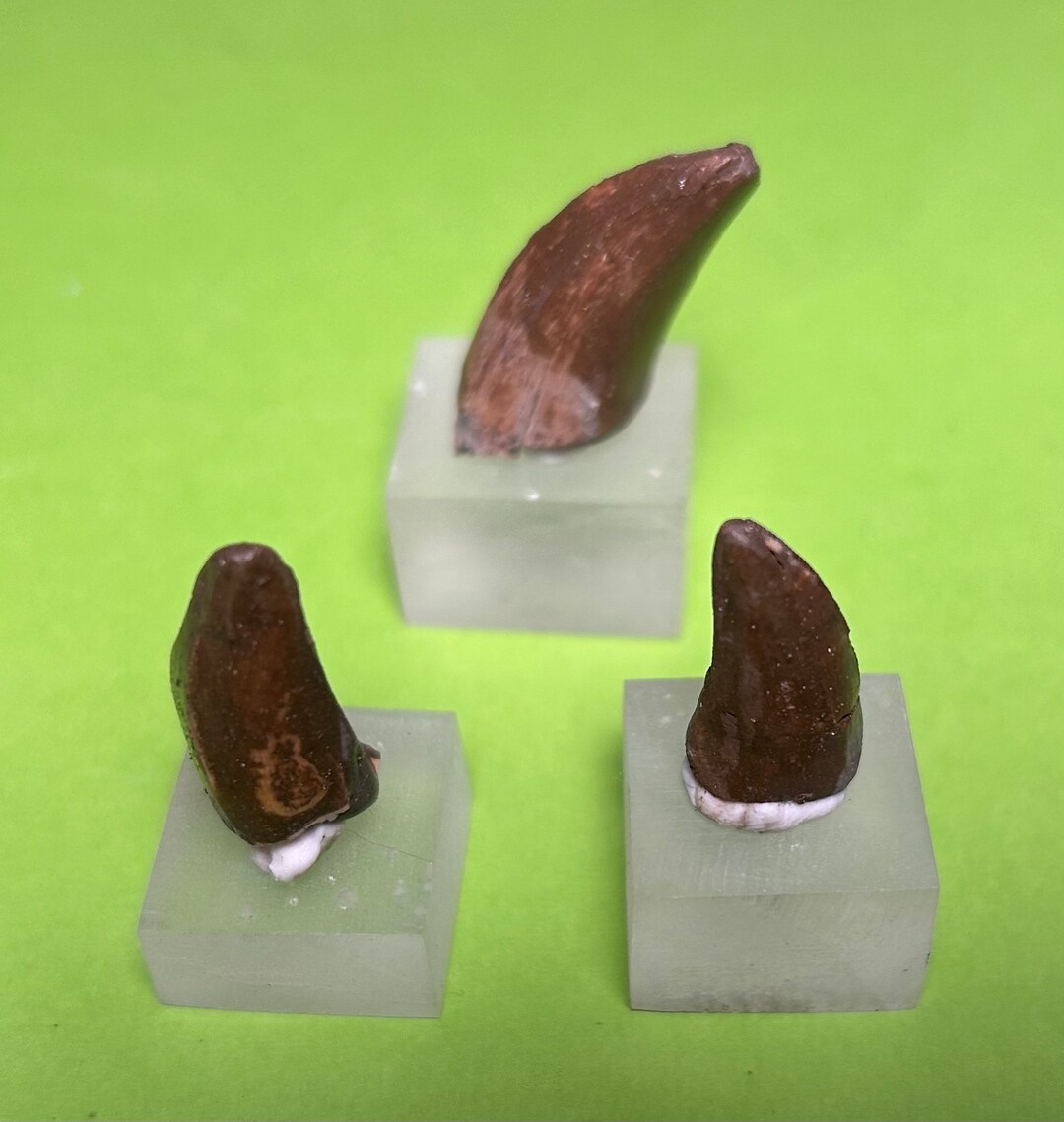 3 Raptor Teeth - Etsy
