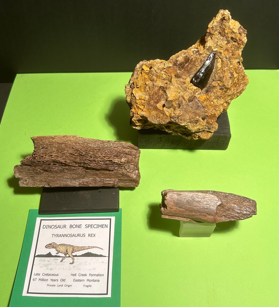 A Collection of Meat-eater Dinosaurs - Etsy