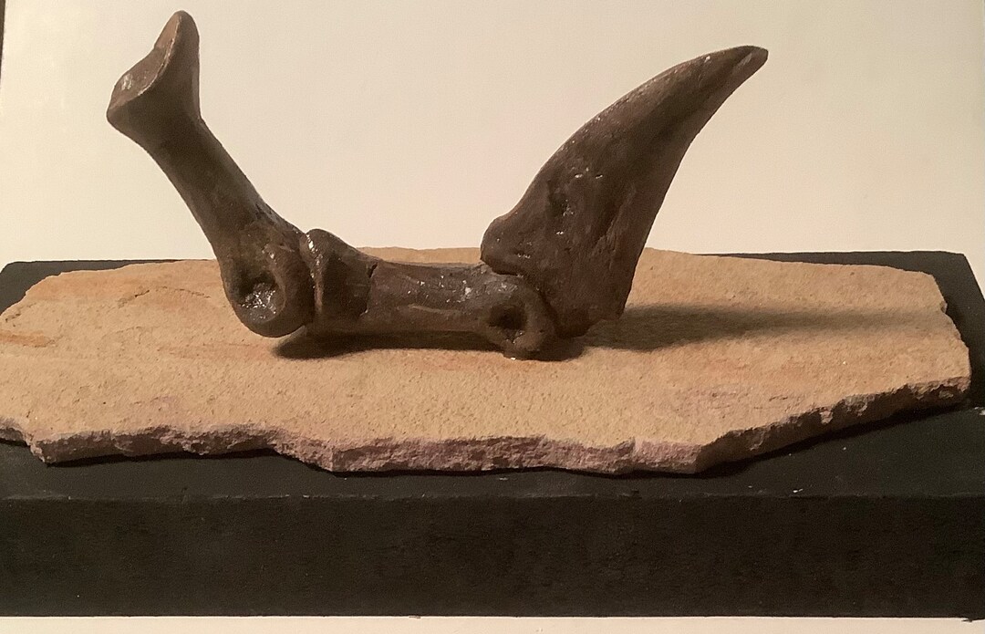 A Theropod Dinosaur Toe Set - Etsy