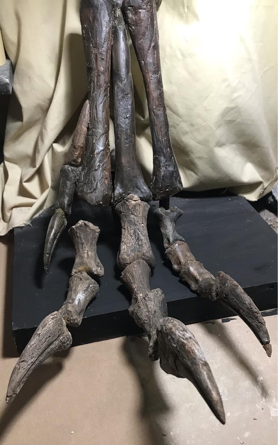 Casting of a Raptor Foot - Etsy