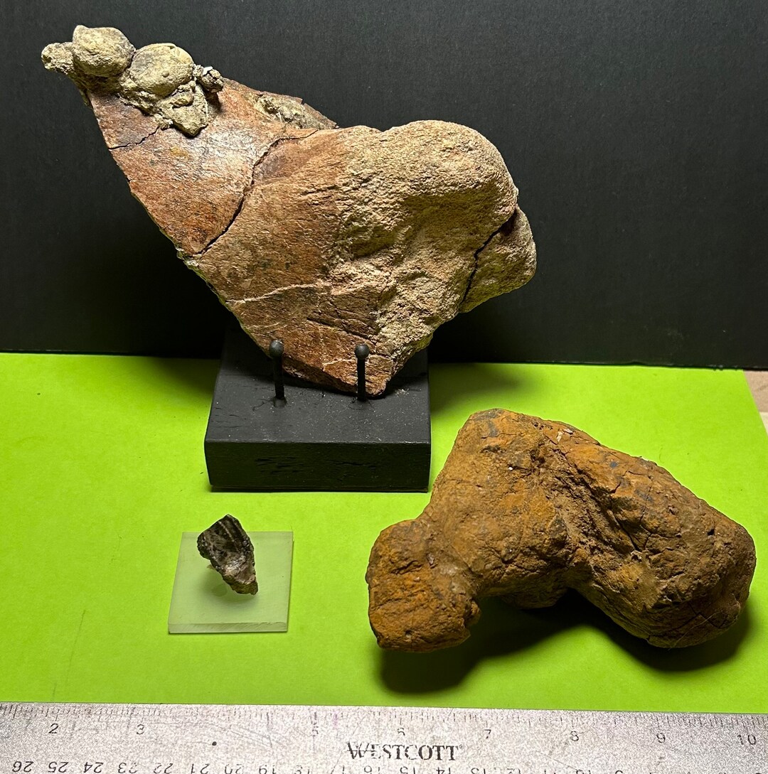 Triceratops Bone Tooth Poop Collection - Etsy