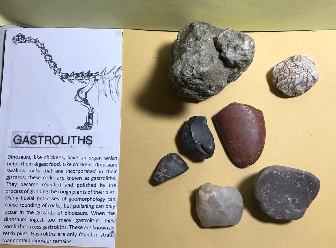 Mini Gastrolith and Turd Set - Etsy