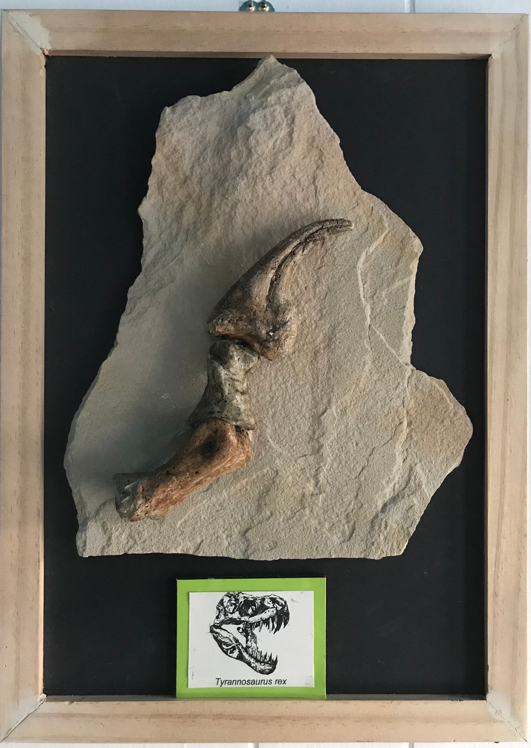 A Framed Tyrannosaurus Rex Hand Claw Set - Etsy