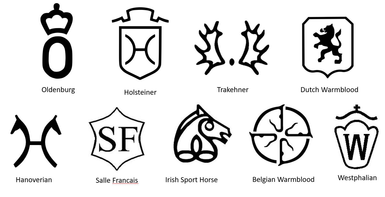 Warmblood Horse Breed Brand and Name Decal - Etsy