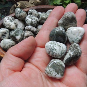 Tree Agate / Polished Tree Agate / Tumbled Tree Agate / Dendritic Tree Agate / TWO STONES of ...