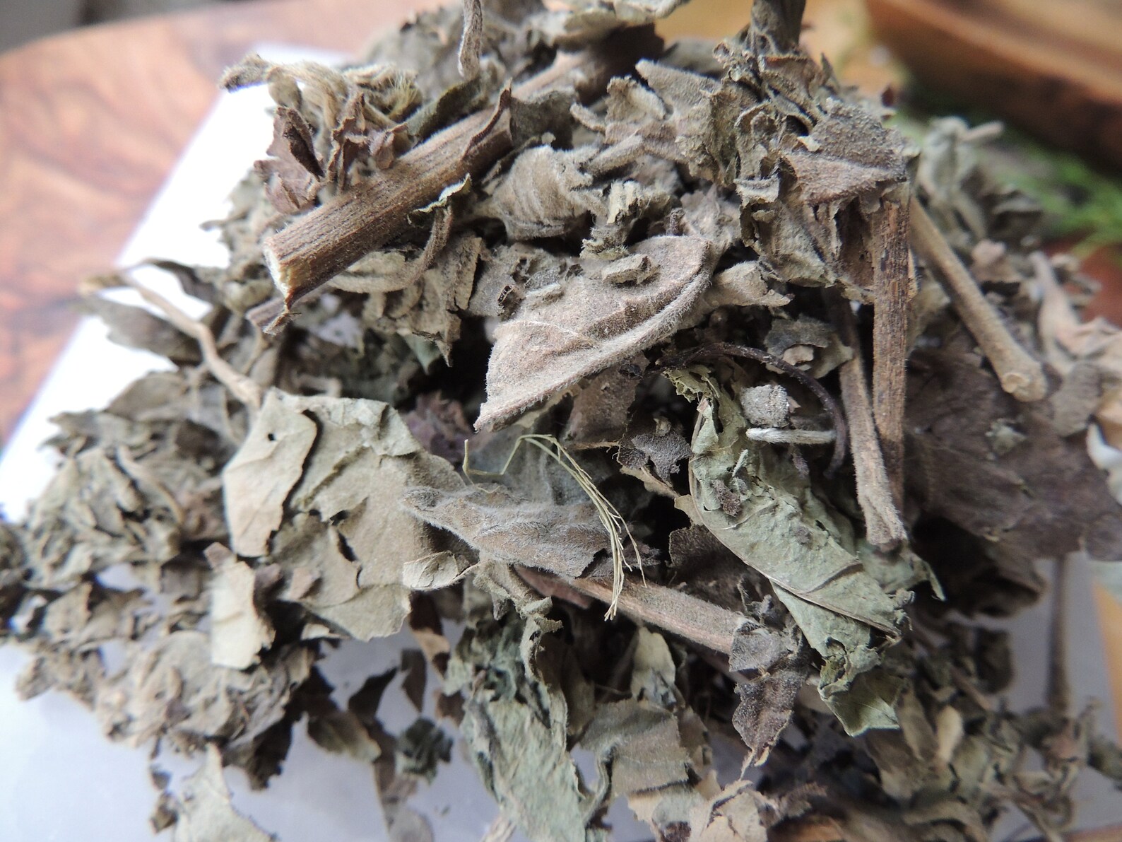 Patchouli / Dried Patchouli Leaves and Stems / Dried Patchouli - Etsy