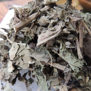 Patchouli / Dried Patchouli Leaves and Stems / Dried Patchouli Leaf / Pogostemon Cablin (blanco ...