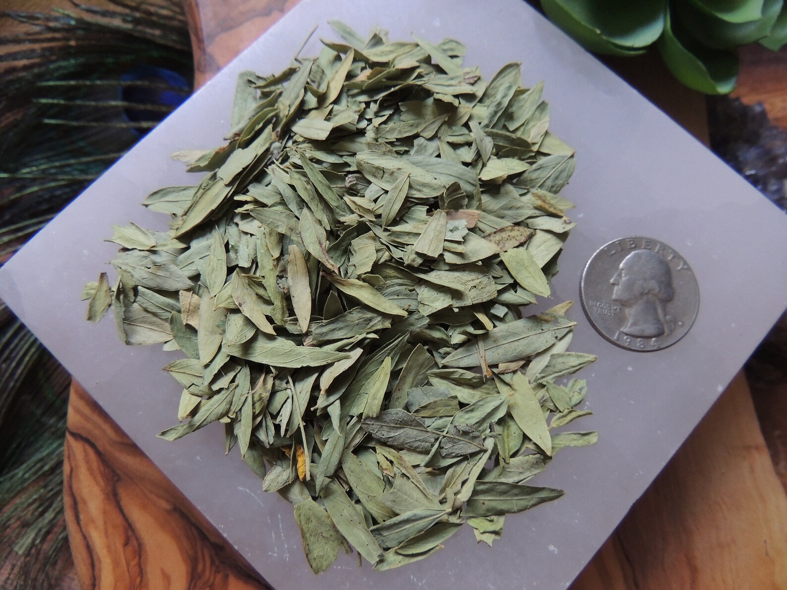 Senna / Senna Leaf / Senna Alexandrina / Indian Senna / True - Etsy