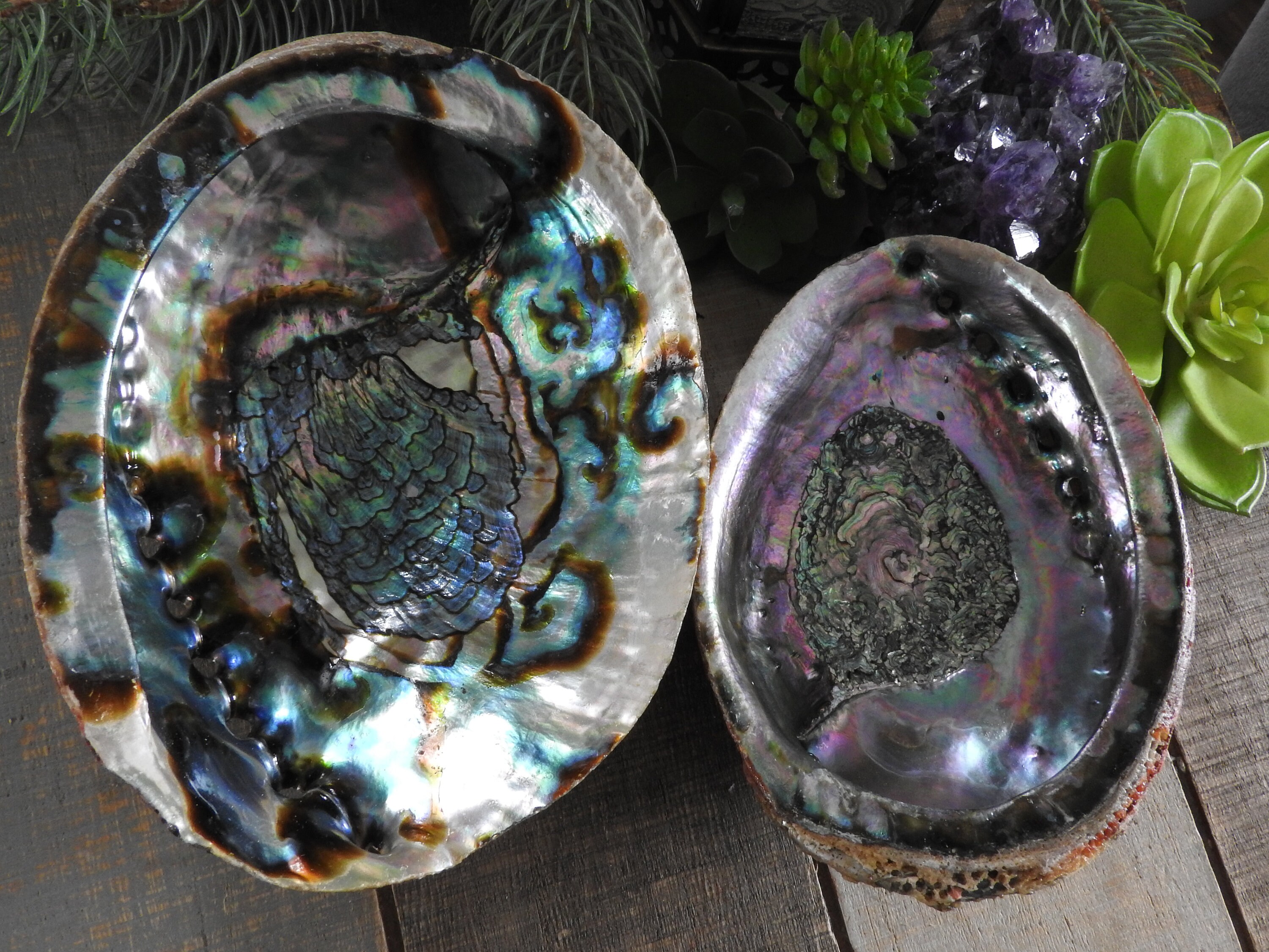 Abalone Shell / MEDIUM Abalone Shell / Smudge Shell / Ritual - Etsy