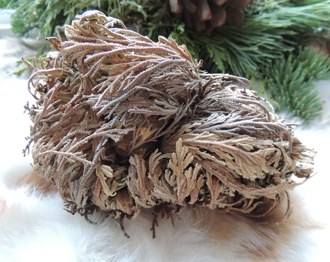 Jericho Flower Rose of Jericho, Resurrection Flower, Whole Dried Herb ...