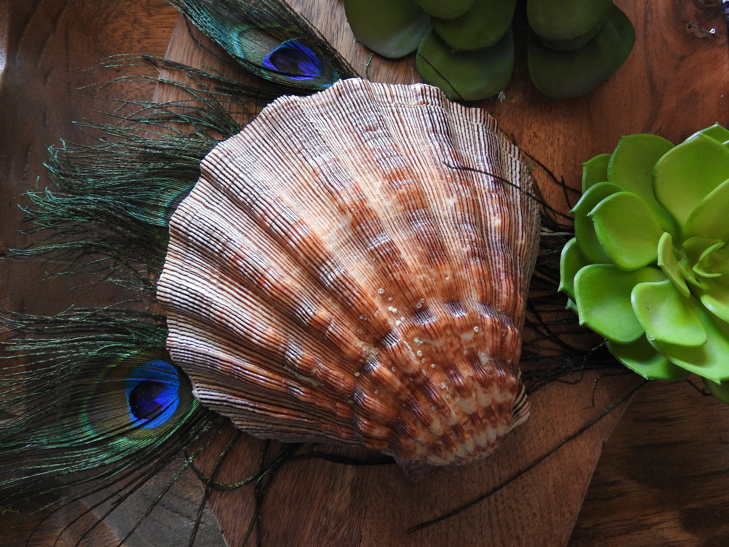 Shell / XL Lions Paw Shell / Smudge Shell / Ritual Shell / Sea - Etsy