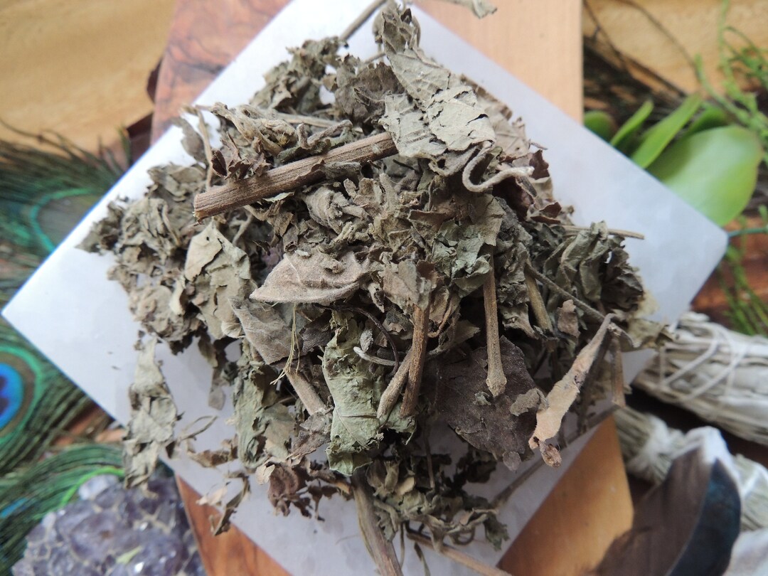 Patchouli / Dried Patchouli Leaves and Stems / Dried Patchouli Leaf / Pogostemon Cablin (blanco ...