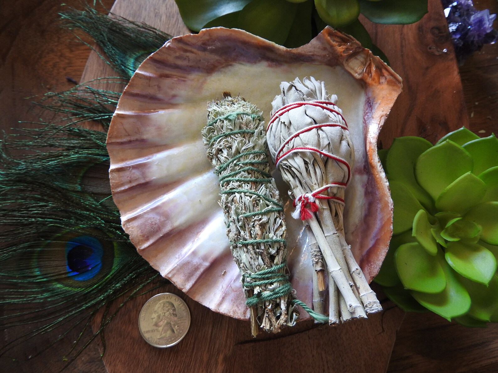 Shell / XL Lions Paw Shell / Smudge Shell / Ritual Shell / Sea | Etsy