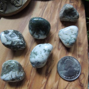 Tree Agate / Polished Tree Agate / Tumbled Tree Agate / Dendritic Tree Agate / TWO STONES of ...
