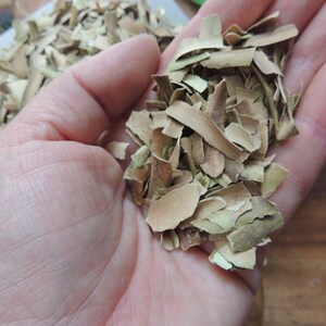 Red Willow Bark / Willow Bark / Cansasa / Native Tree / - Etsy