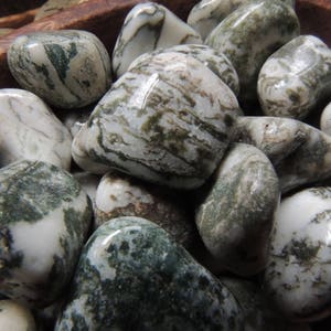 Tree Agate / Polished Tree Agate / Tumbled Tree Agate / Dendritic Tree ...