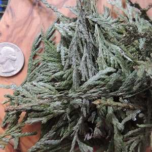 Flat Cedar / Dried Flat Cedar / Flat PADDLES or SHAKE / USA Cedar ...