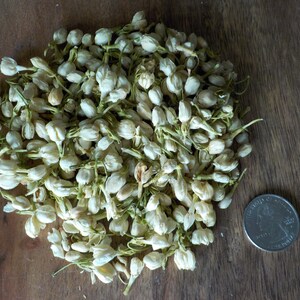 Jasmine Flower / Jasmine Flowers / Jasmine Flower Buds / Chambeli ...