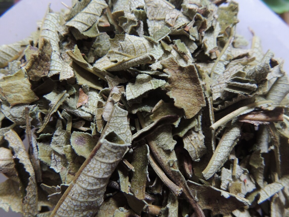 Yerba Santa / Mountain Balm / Bear Weed / Holy Weed / Dried | Etsy