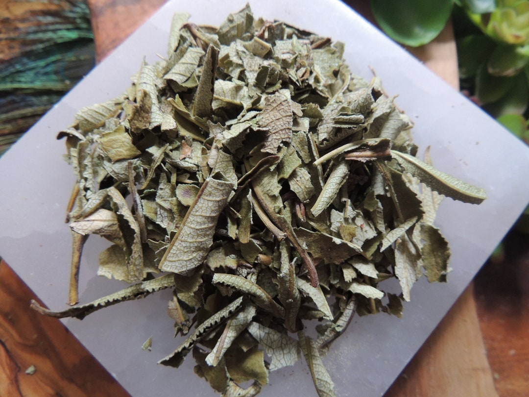 Yerba Santa / Mountain Balm / Bear Weed / Holy Weed / Dried - Etsy