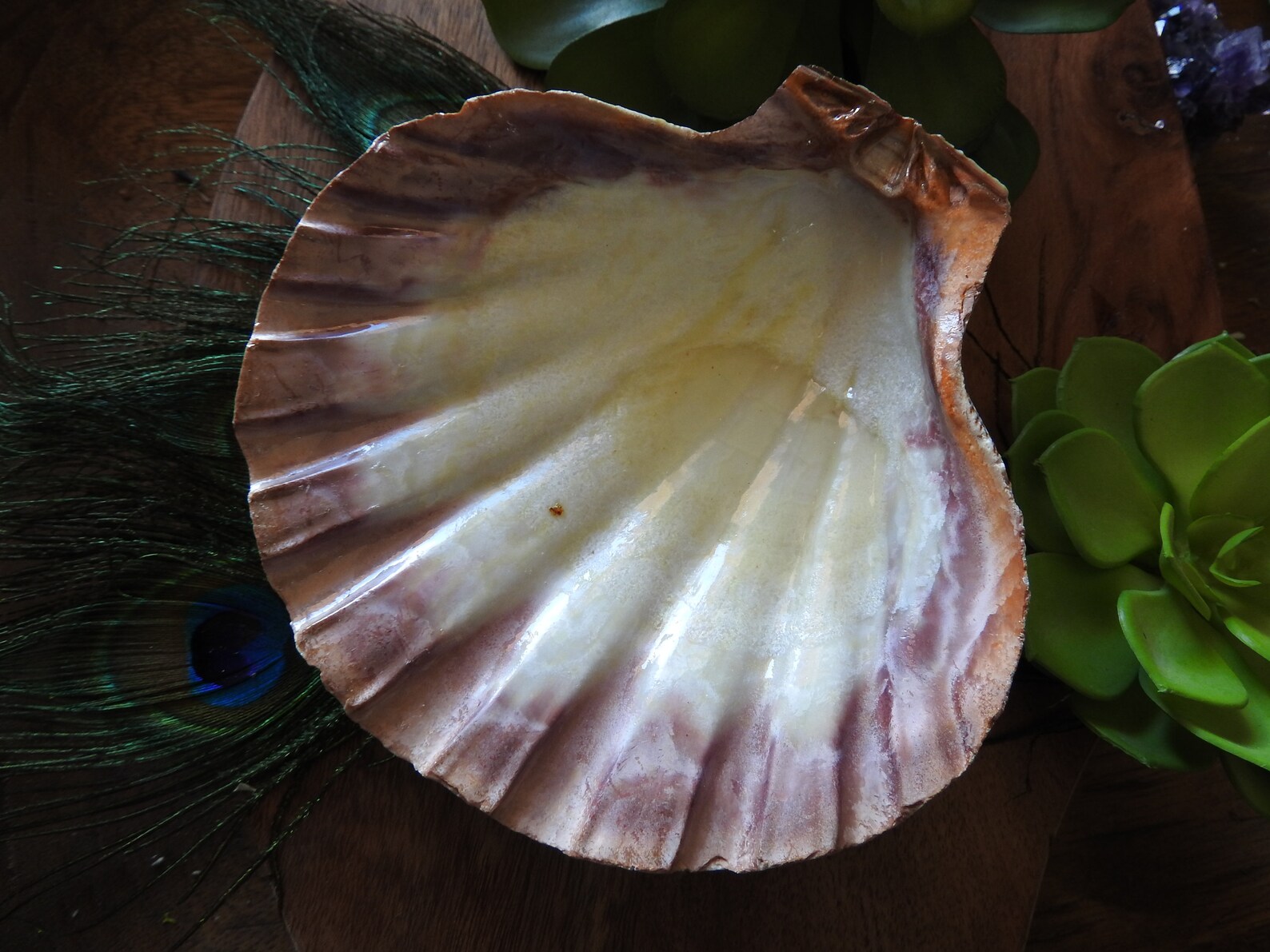 Shell / XL Lions Paw Shell / Smudge Shell / Ritual Shell / Sea | Etsy