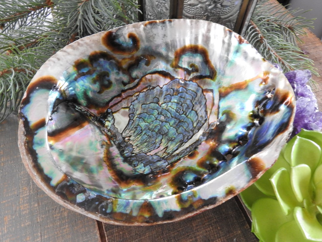 Abalone Shell / LARGE Abalone Shell 6 / Smudge Shell / - Etsy