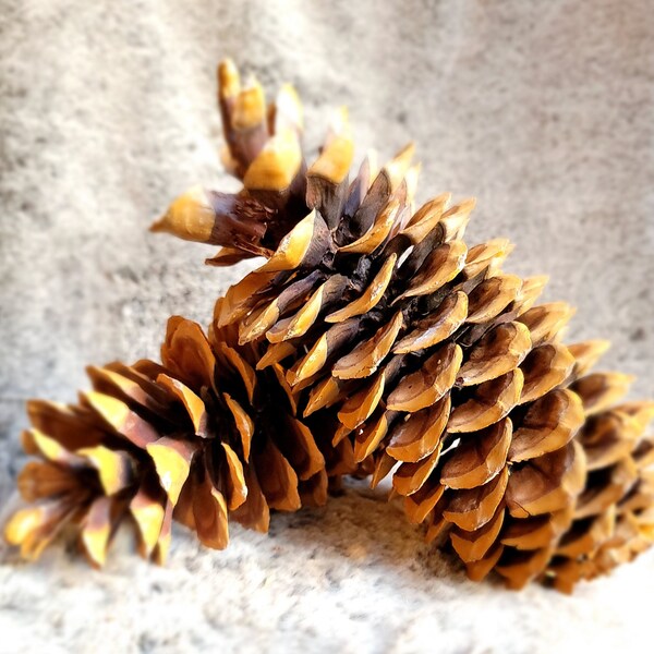 Large Pine Cones - Etsy